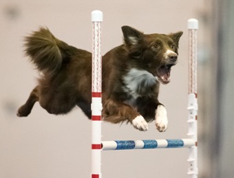 MN Agility Club | Promoting dog agility in Minnesota