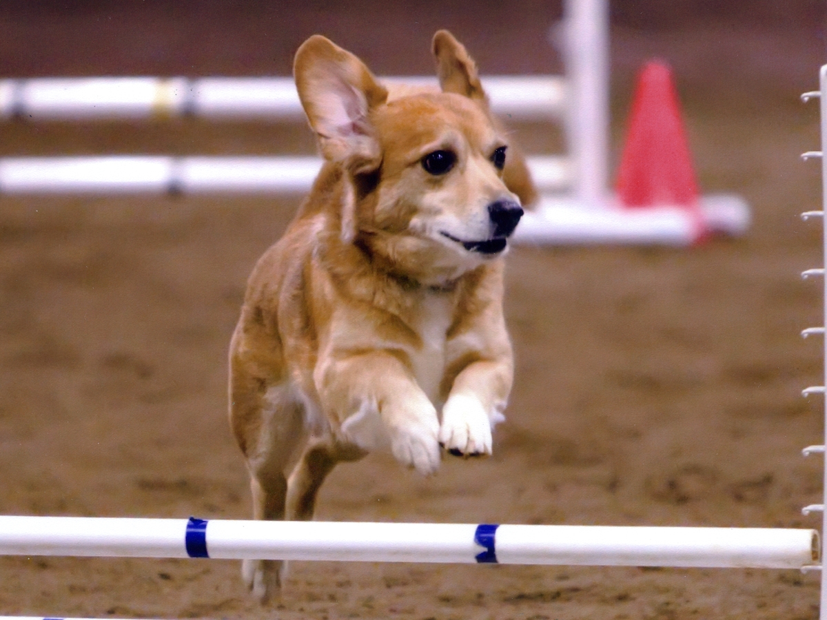 MN Agility Club | Promoting dog agility in Minnesota