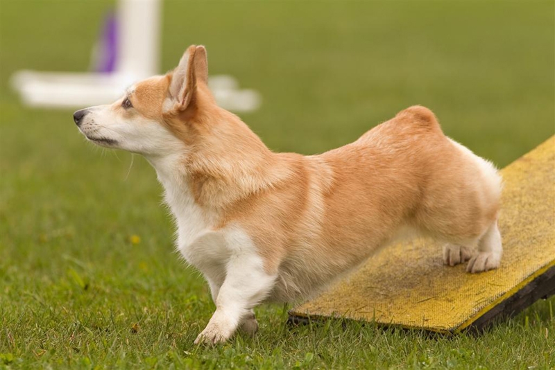 MN Agility Club | Promoting dog agility in Minnesota