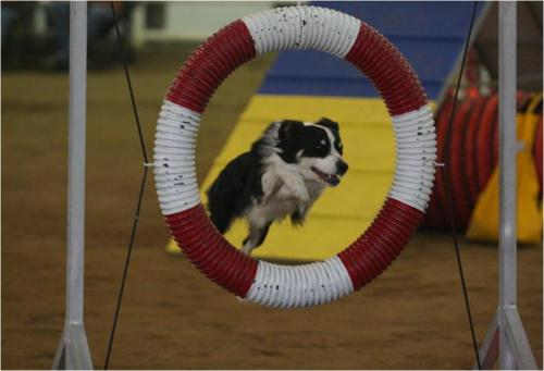 MN Agility Club | Promoting dog agility in Minnesota