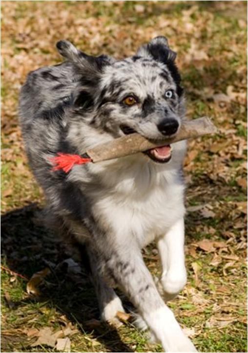 MN Agility Club | Promoting dog agility in Minnesota