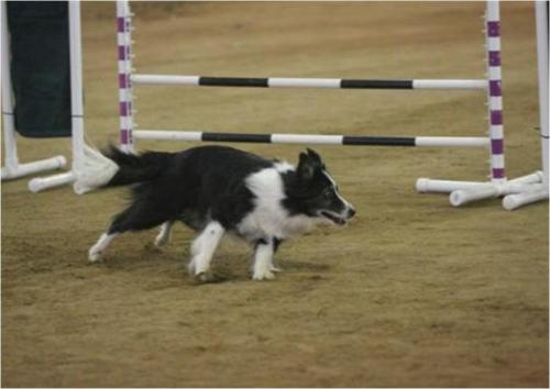 MN Agility Club | Promoting dog agility in Minnesota