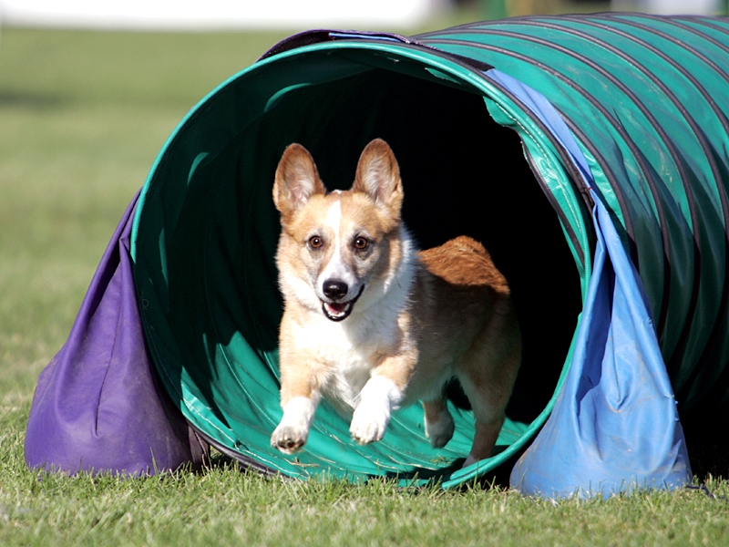 MN Agility Club | Promoting dog agility in Minnesota
