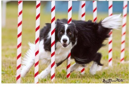 MN Agility Club | Promoting dog agility in Minnesota