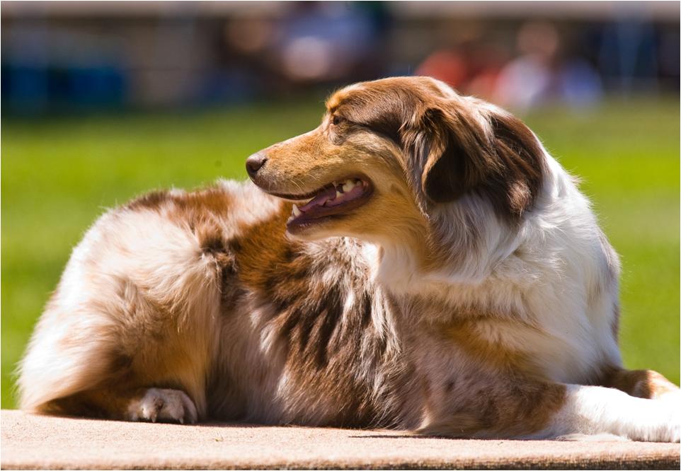 MN Agility Club | Promoting dog agility in Minnesota