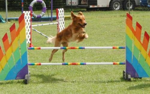 MN Agility Club | Promoting dog agility in Minnesota