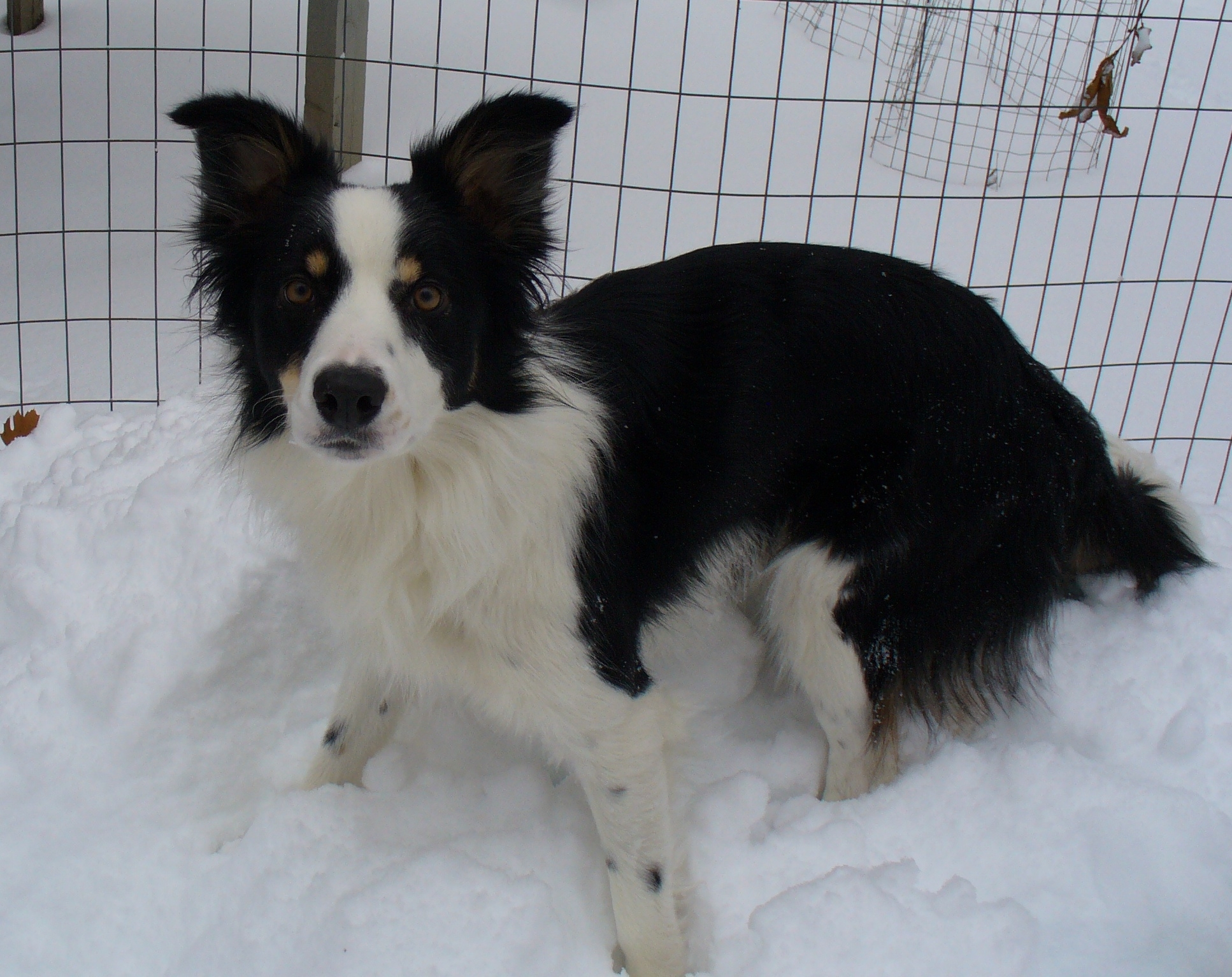 MN Agility Club | Promoting dog agility in Minnesota