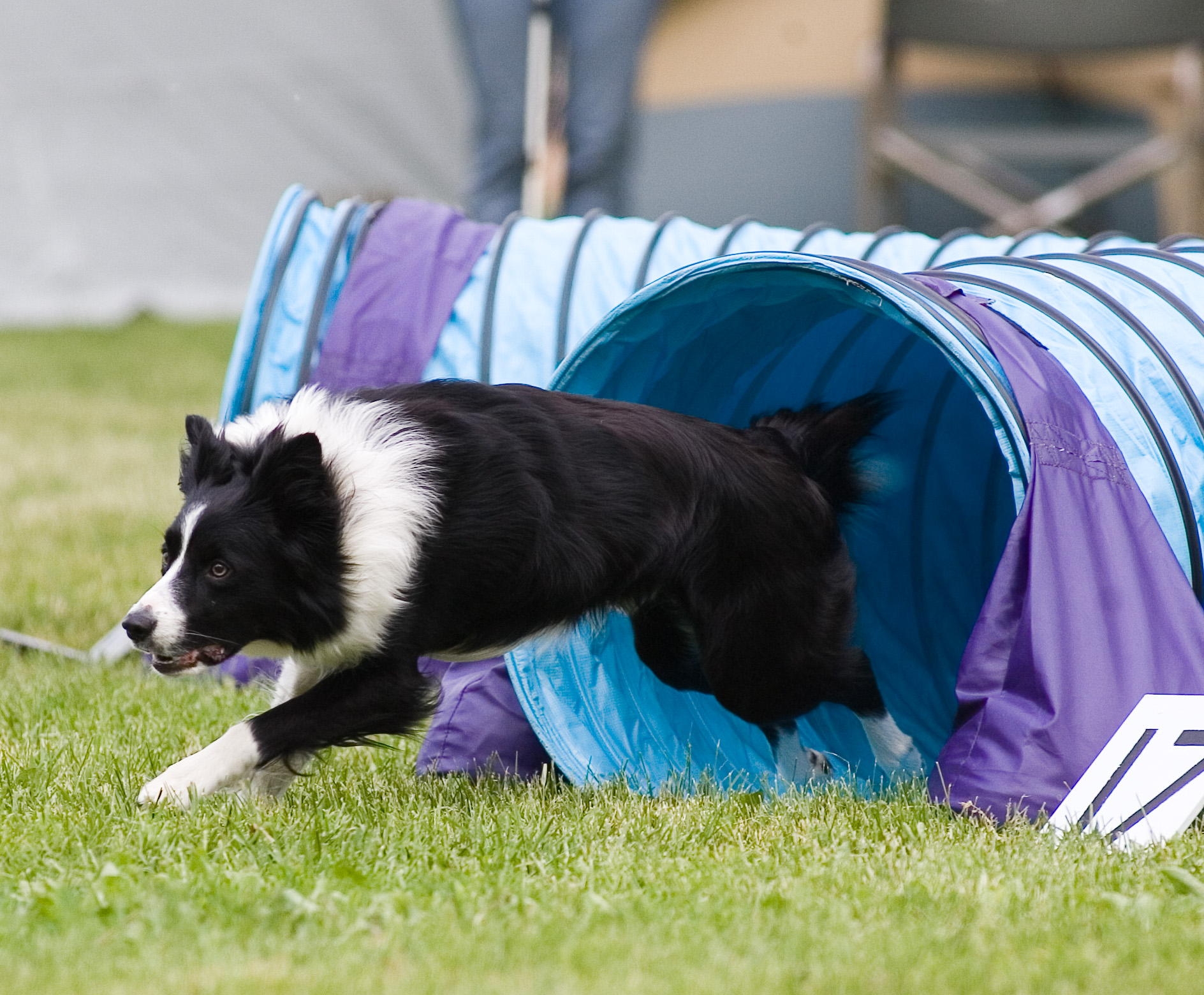 MN Agility Club | Promoting dog agility in Minnesota