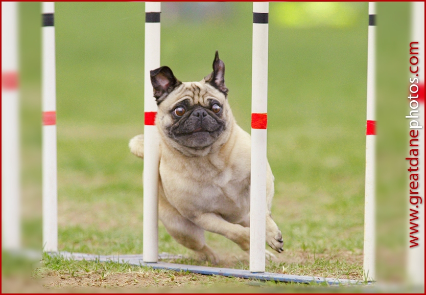 MN Agility Club | Promoting dog agility in Minnesota