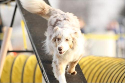 MN Agility Club | Promoting dog agility in Minnesota