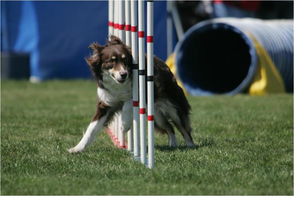 MN Agility Club | Promoting dog agility in Minnesota