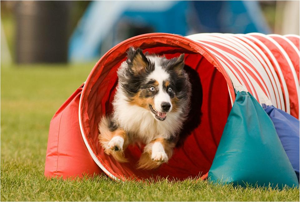 MN Agility Club | Promoting dog agility in Minnesota