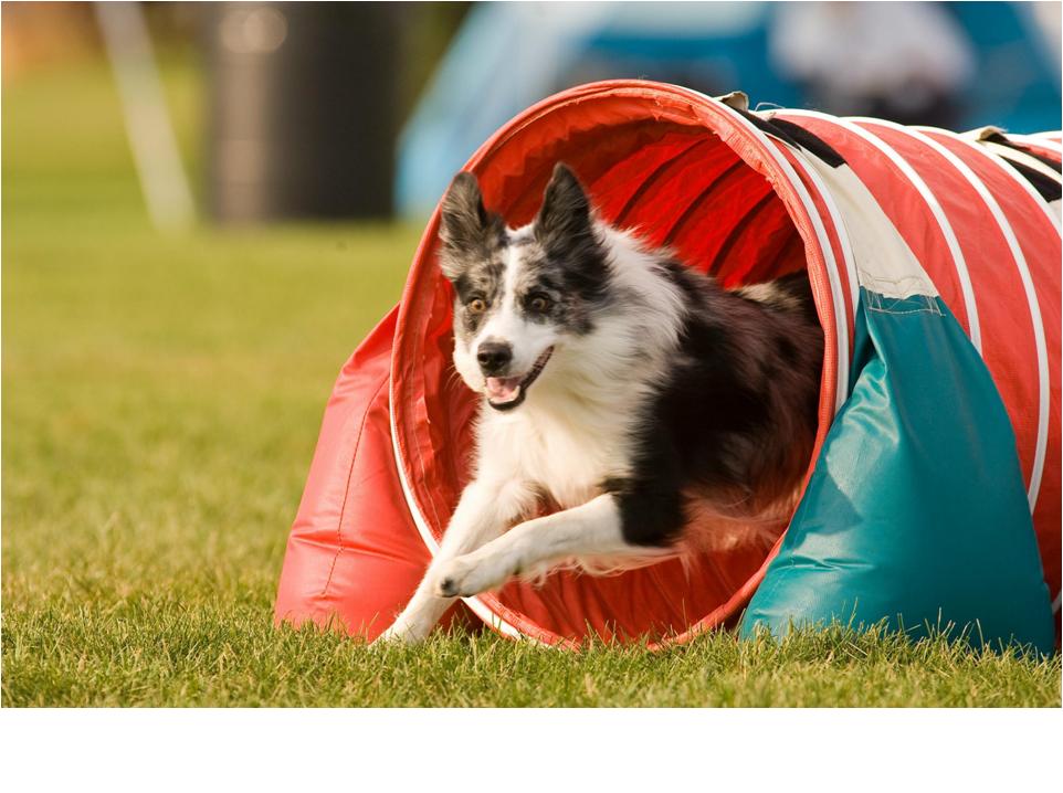 MN Agility Club | Promoting dog agility in Minnesota