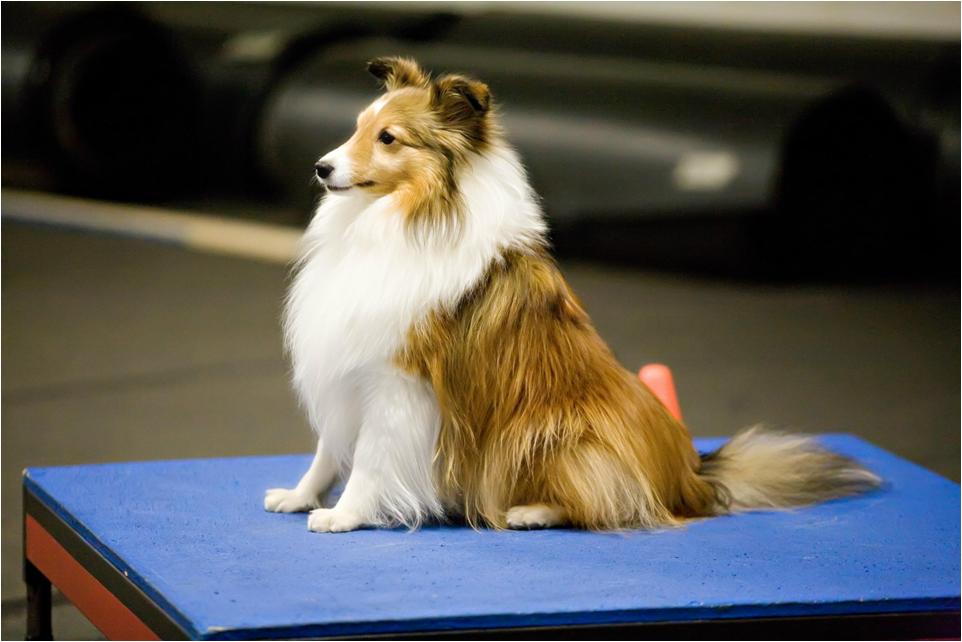 MN Agility Club | Promoting dog agility in Minnesota