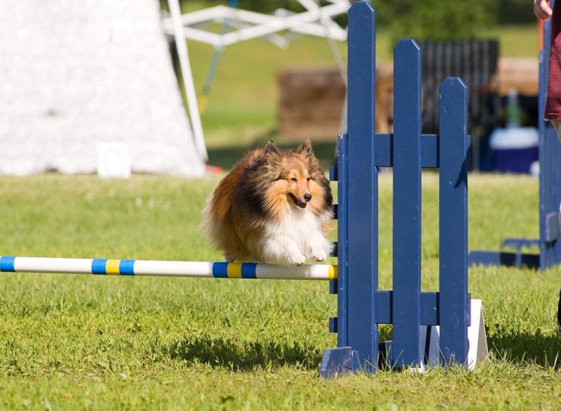 MN Agility Club | Promoting dog agility in Minnesota
