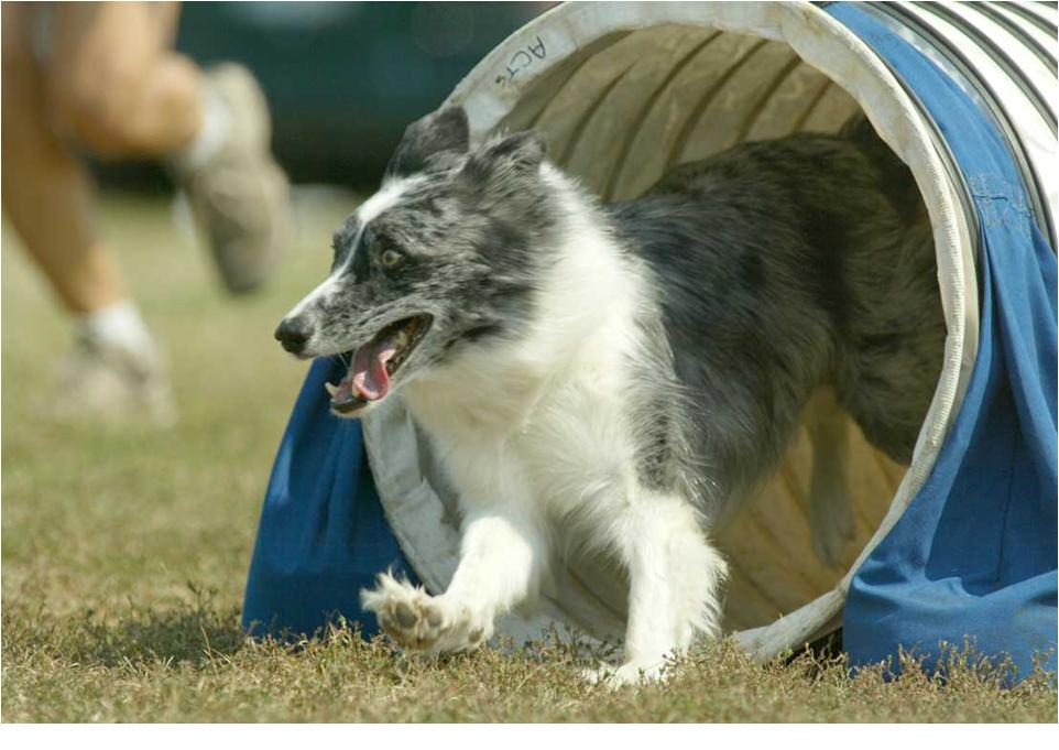 MN Agility Club | Promoting dog agility in Minnesota