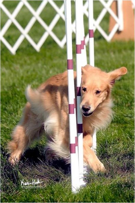 MN Agility Club | Promoting dog agility in Minnesota