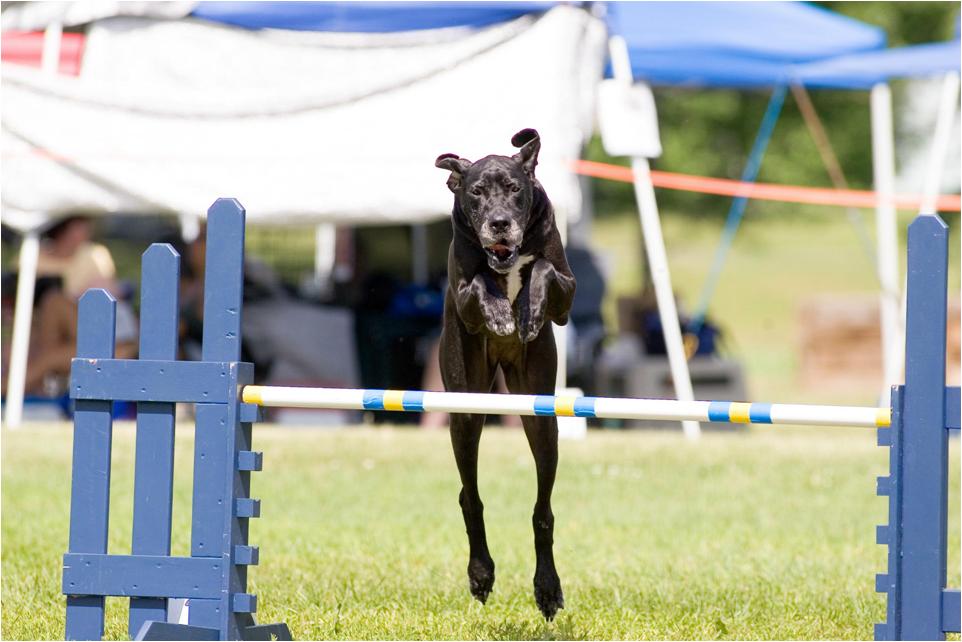 MN Agility Club | Promoting dog agility in Minnesota