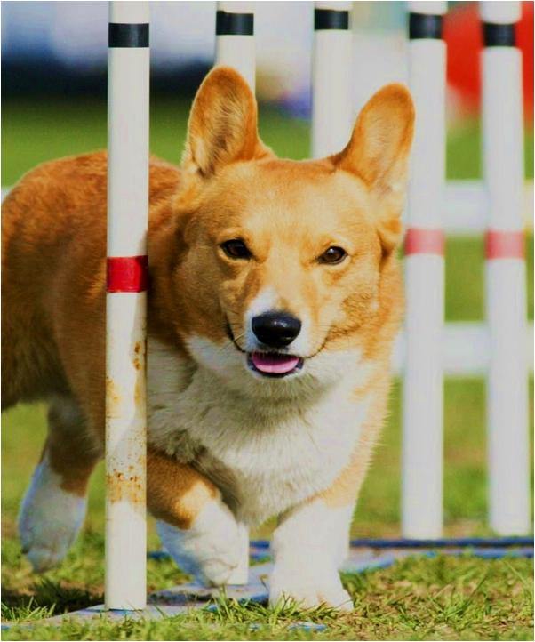 MN Agility Club | Promoting dog agility in Minnesota