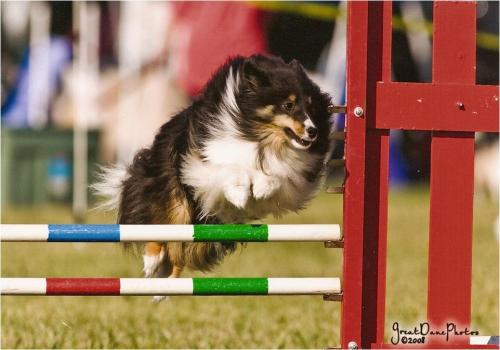 MN Agility Club | Promoting dog agility in Minnesota