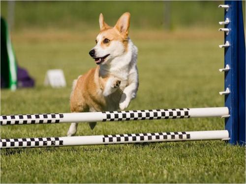 MN Agility Club | Promoting dog agility in Minnesota