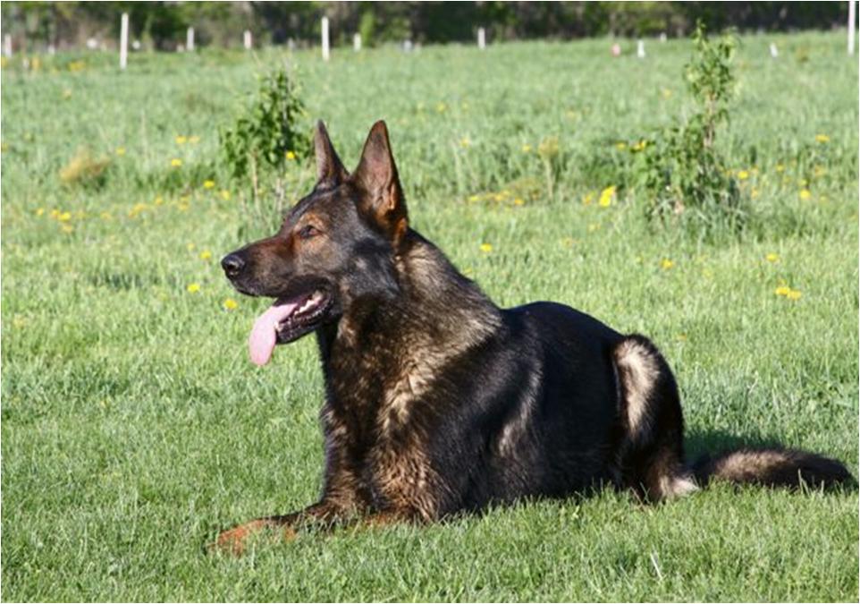 MN Agility Club | Promoting dog agility in Minnesota